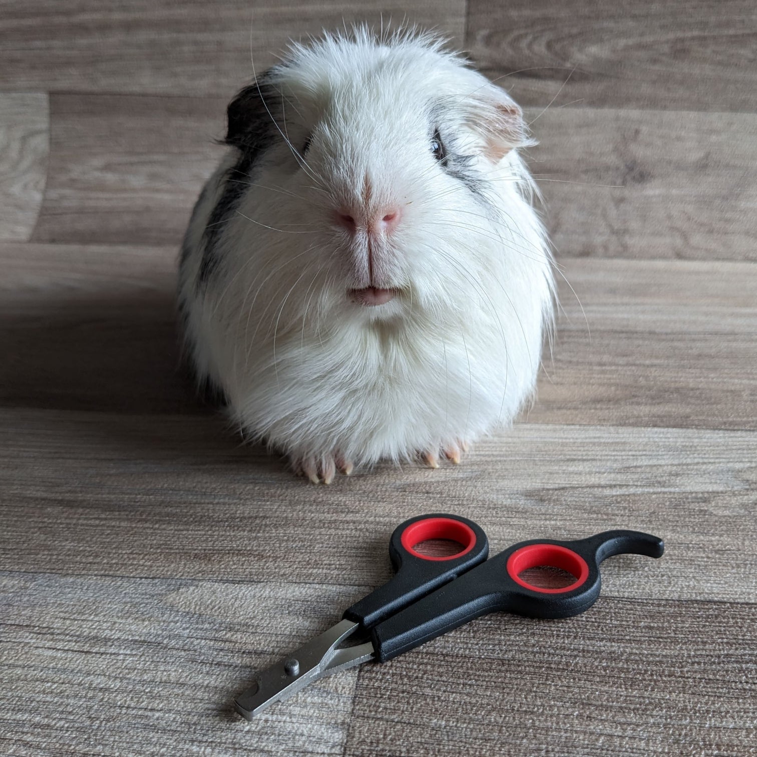 GUINEA PIG ACCESSORIES – Everything Guinea Pig
